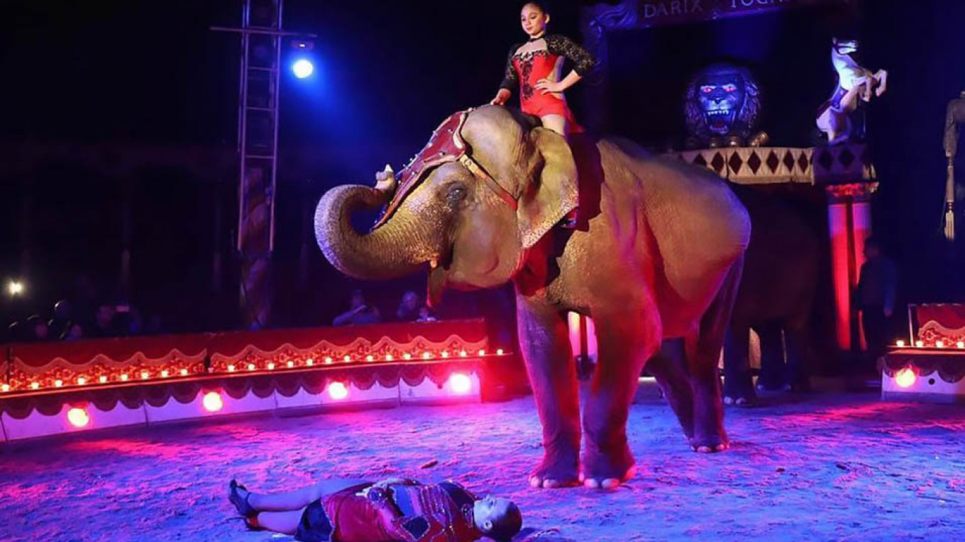 Exploring Art, Tradition, and Ethical Dilemmas of Moscow Circus - The ...