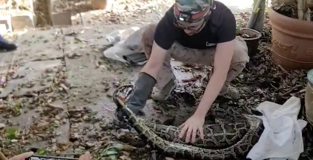 9-foot Burmese Python Captured in H.K. after Swallowing Cat - The ...