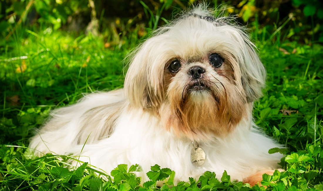 Animal Saints Rescue Redefines Compassion for Shelter Animals - The ...