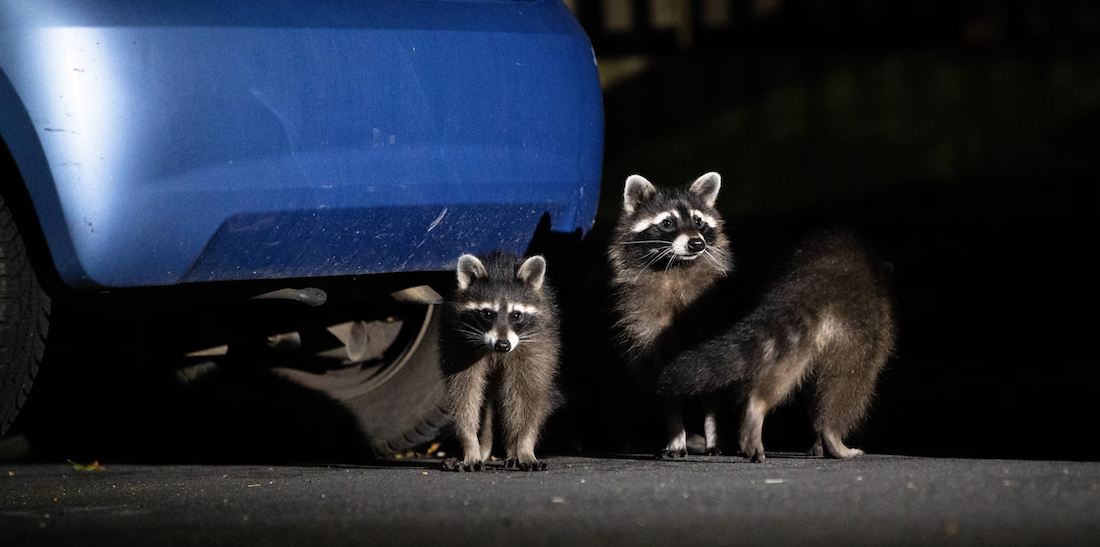 New York City: Urban Raccoons Show Early Signs of Domestication - The ...